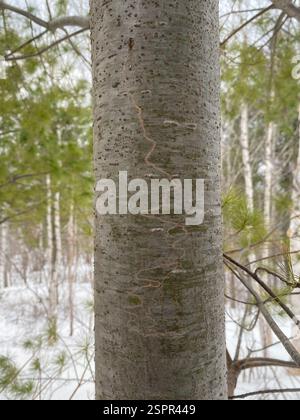 White Pine Barkminer Moth (Marmara fasciella), Insecta, Worcester ...