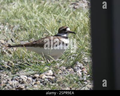 San Joaquin River at Vernalis Stock Photo - Alamy