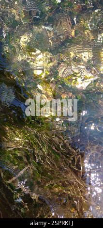 Neptune grass (Posidonia oceanica) Western Mediterranean Sea, Ibiza ...