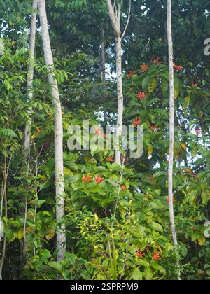 (Isertia coccinea), Plantae, Moederzorg, Suriname Stock Photo - Alamy