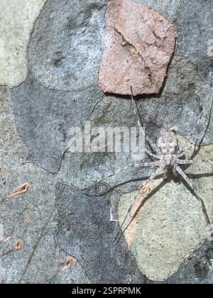 Two-tailed Spiders (Tamopsis), Arachnida, Melbourne VIC, Australia ...