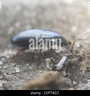 Sun Beetles (Amara), Insecta, Osiedle Na Kozłówce, Kraków, Polska Stock ...