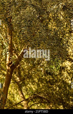 Delightful small tree Azara microphylla variegated (variegated box-leaf ...