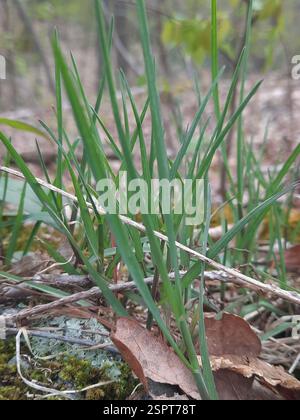 (Pooideae), Plantae, Dutchess County, US-NY, Appalachian National ...