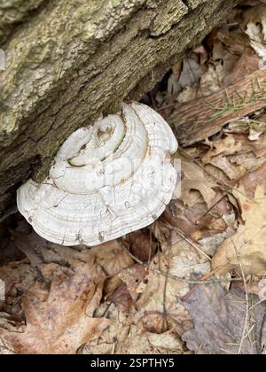 (Ganoderma megaloma), Fungi, Bird Hills Nature Area, Ann Arbor, MI, US ...