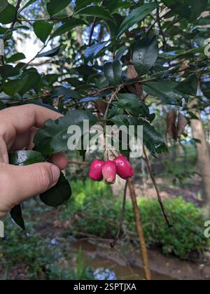 Waterberries (Syzygium), Plantae, Nerang QLD 4211, Australia Stock ...