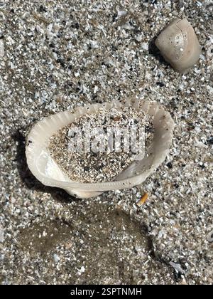 Transverse Ark (Anadara transversa), Mollusca, Gulf of Mexico, Bolivar ...