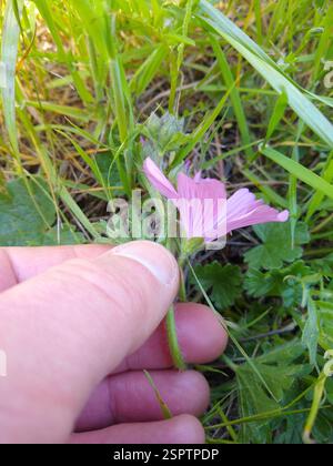checkerbloom (Sidalcea malviflora), Plantae, Berkeley, CA 94708, USA ...