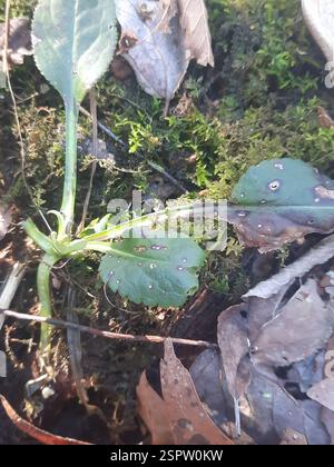(Asteroideae), Plantae, Dover Plains, NY 12522, USA Stock Photo - Alamy