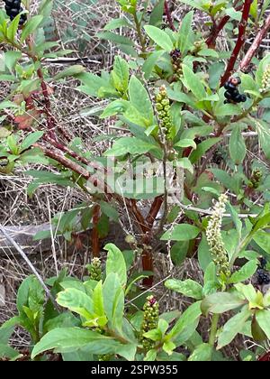 Inkweed (Phytolacca octandra), Plantae, Melbourne VIC, Australia Stock ...