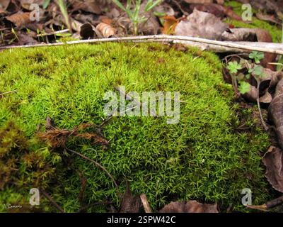 Inclined Twisted Moss (Tortella inclinata), Plantae, Lugo, Spain, On ...