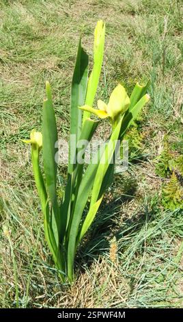 Large Yellow Moraea (Moraea spathulata), Plantae, uMgungundlovu ...