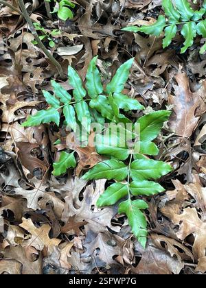 Mexican Flowering Fern (Anemia mexicana) Plantae Stock Photo - Alamy