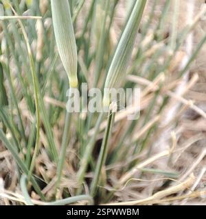 grasses (Poaceae), Plantae, Ouarzazate Province, Morocco Stock Photo ...