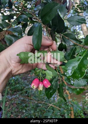 Waterberries (Syzygium), Plantae, Nerang QLD 4211, Australia Stock ...
