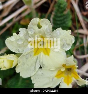 Primrose (Primula vulgaris), Plantae, Stape, Pickering YO18 8HU, UK ...