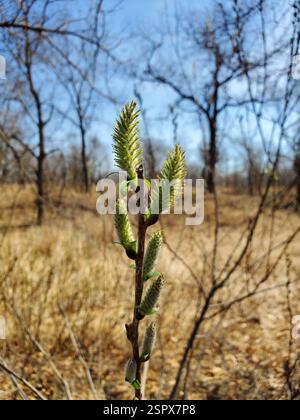 Willows (Salix), Plantae, Illinois Beach State Park Nature Center Stock ...