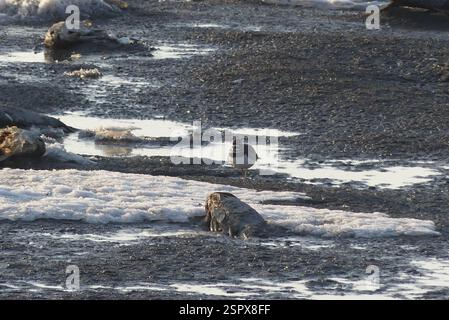 Killdeer (Charadrius vociferus), Aves, Val Marie No. 17, SK S0N, Canada ...