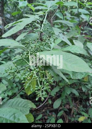 flowering plants (Angiospermae), Plantae, Charlesburg, Paramaribo ...