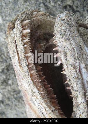 Pink Ling (Genypterus blacodes), Actinopterygii, Gemstone Beach Stock ...