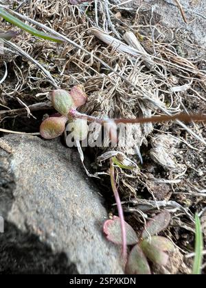 spring gold (Crocidium multicaule), Plantae, Columbia River Gorge ...