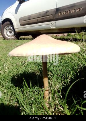 Fungi Including Lichens (Fungi), Fungi, 37000 Centurion, Departamento ...