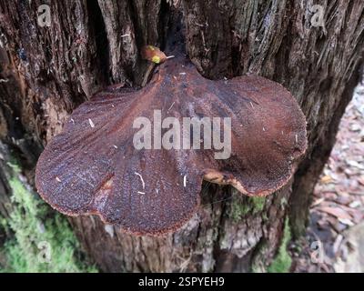 (Fistulina spiculifera), Fungi, Chesters Loop Track, King Solomons Cave ...