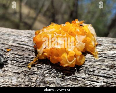 Golden Ear (Naematelia aurantia) Fungus Stock Photo - Alamy