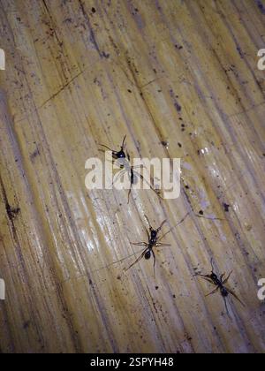 (Labidus praedator) Insecta Stock Photo - Alamy