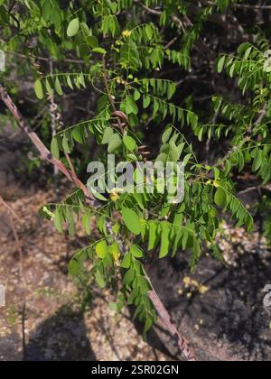 leaf-flower family (Phyllanthaceae), Plantae, Pakkamalai R.F Stock ...