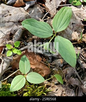 snow trillium (Trillium nivale), Plantae, Kentucky, US Stock Photo - Alamy