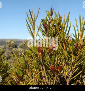 Yellow Bush (Orites acicularis), Plantae, Lake Mackenzie, Central ...