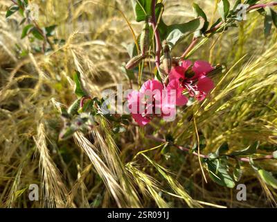 Clarkias (Clarkia), Plantae, California State University, Stanislaus ...
