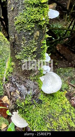 white porecap (Favolaschia pustulosa) Fungi Stock Photo - Alamy