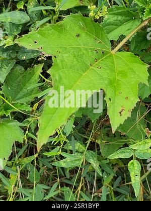 plants (Plantae), Plantae, Blauwgrond, Paramaribo, Suriname Stock Photo ...