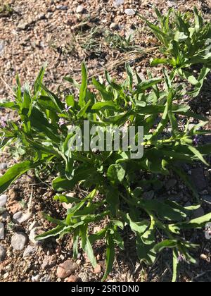 crossflower (Chorispora tenella), Plantae, Cibola National Forest ...