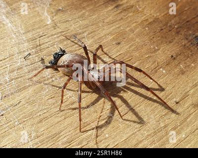 Sheetweb Spiders (Cambridgea), Arachnida, Mākara, Wellington, New ...