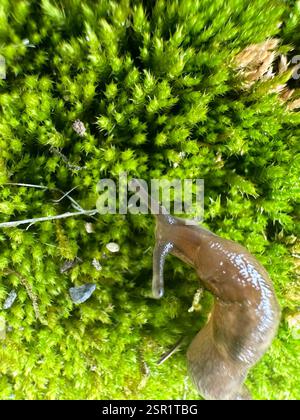 Threeband Slugs (Ambigolimax), Mollusca, Kentucky, US Stock Photo - Alamy