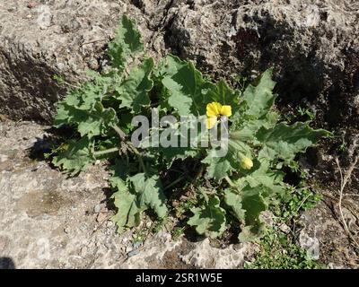 Yellow Henbane (Hyoscyamus aureus), Plantae, The Jewish Quarter ...