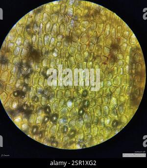 Banded Cord-moss (Entosthodon fascicularis), Plantae, Lugo, Spain, On ...