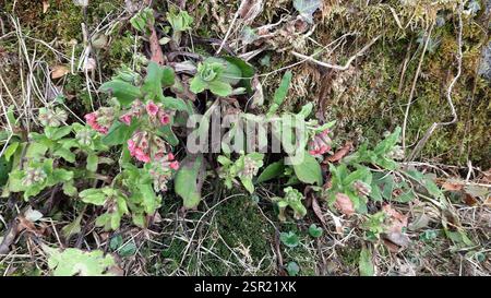 Red Lungwort (Pulmonaria rubra), Plantae, Nøttveitlia, Bergen, Norsko ...