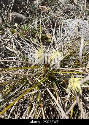 Dwarf Sedge (Carex humilis), Plantae, Glamoč, Federacija Bosne i ...