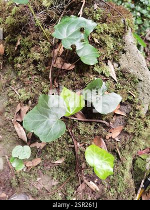 Canary Islands Ivy (Hedera canariensis) Plantae Stock Photo - Alamy