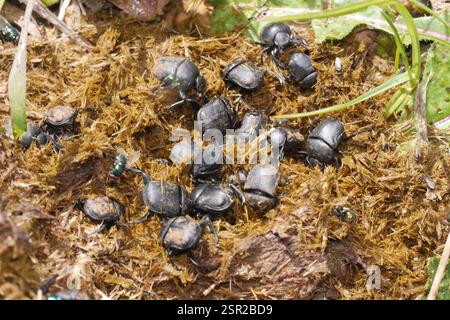 (Sisyphus schaefferi), Insecta, Trapani, Italien, horse dung on trail ...