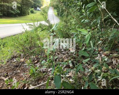 buffalo clover (Trifolium reflexum), Plantae, Marshall County, KY, USA ...