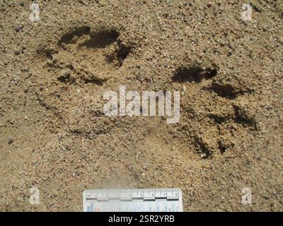 Lion (Panthera leo), Mammalia, Sesfontein, Skeleton Coast Park, NA-KU ...