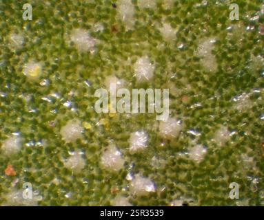 (Entyloma ficariae), Fungi, 35305 Grünberg, Deutschland Stock Photo - Alamy