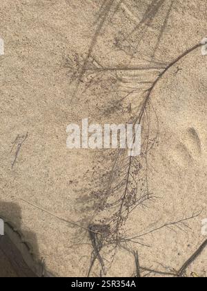 Virginia Beach Pinweed (Lechea maritima virginica), Plantae, United ...