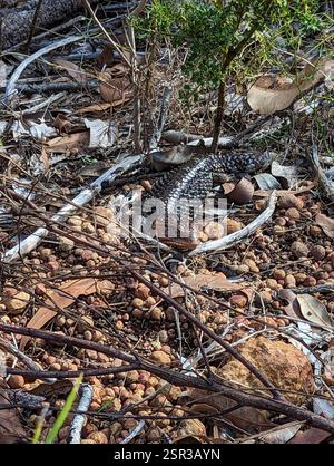 Southwestern Shingleback (Tiliqua rugosa rugosa), Reptilia, Western ...