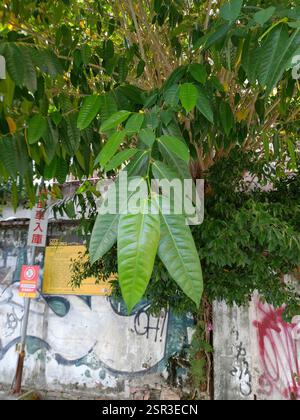 figwood (Ficus virgata), Plantae, 100, Taiwan, Taipei City, Zhongzheng ...